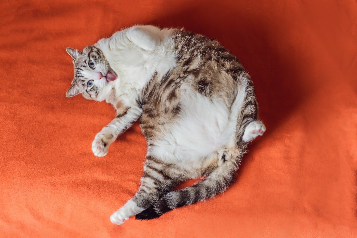 I gatti grassi sono perfetti per studiare l'obesità negli esseri umani
